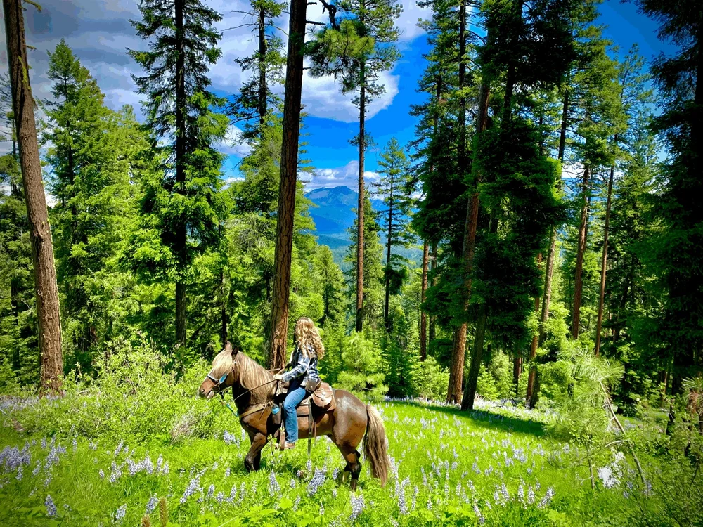 Wild at Heart Horse Rides