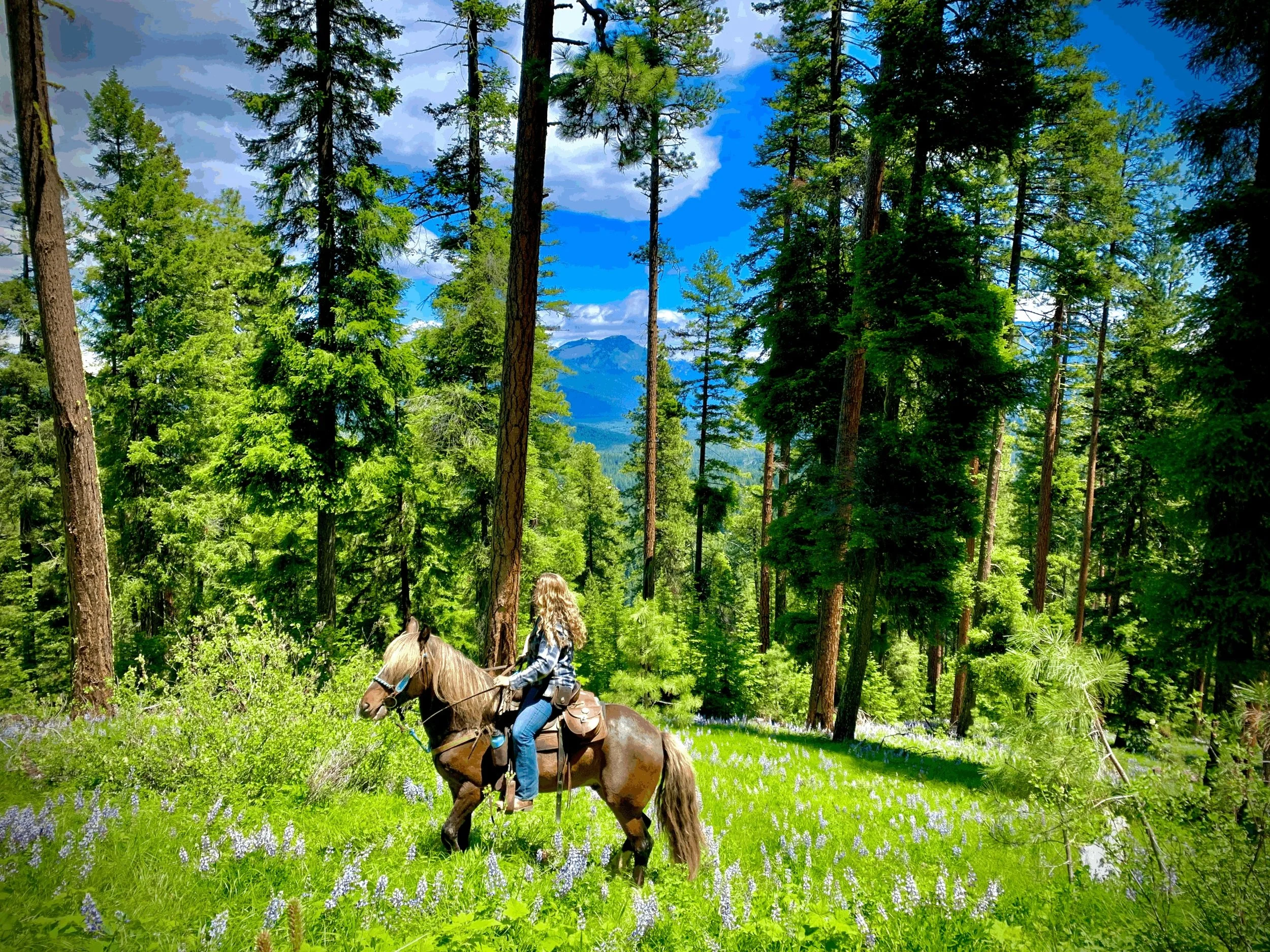 Wild at Heart Horse Rides