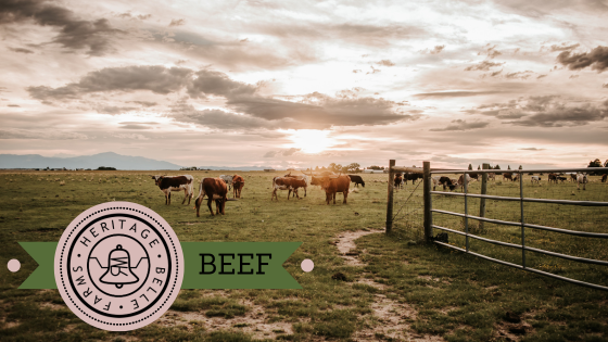 Beef — Heritage Belle Farms
