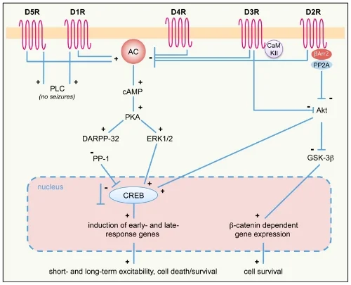 How many different types of dopamine receptors are known in the brain ...
