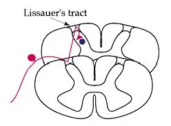 What is Lissauer’s tract? — Brain Stuff