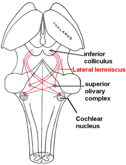 What is the function of the olivary nucleus? — Brain Stuff