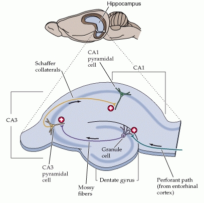 How does LTP work at the hippocampal synapse? — Brain Stuff