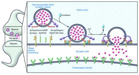 How are neurotransmitters released from vesicles in the presynaptic neuron? — Brain Stuff