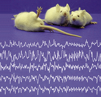 What is the Frings audiogenic seizure sensitive mouse? — Brain Stuff