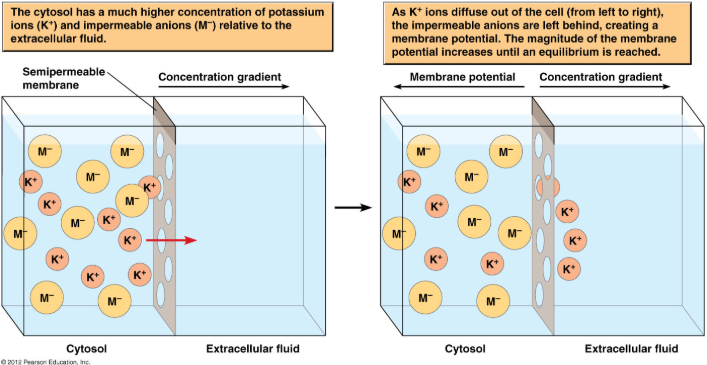 Goldman equation — Newest Neuroscience Articles — Brain Stuff
