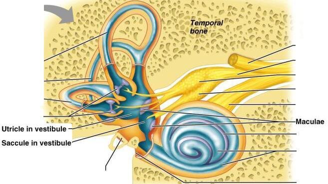 What is endolymph? — Brain Stuff