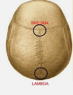 What are bregma and lambda? — Brain Stuff