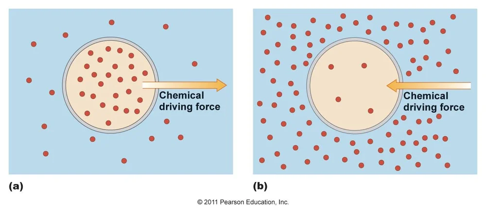 Concentration Gradient Biology
