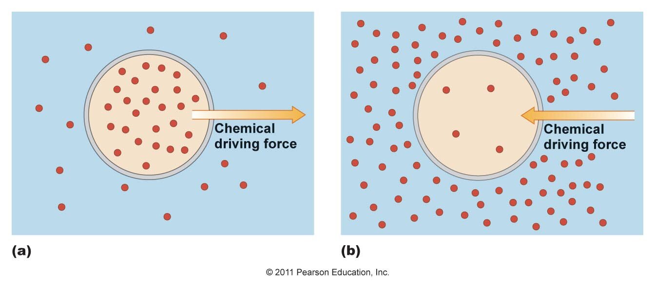 What Is The Concentration Gradient Brain Stuff