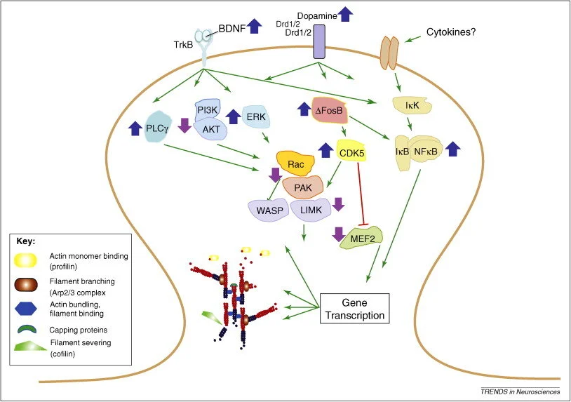 What is deltaFosB and is it involved in addiction? — Brain Stuff