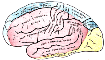 What are bregma and lambda? — Brain Stuff
