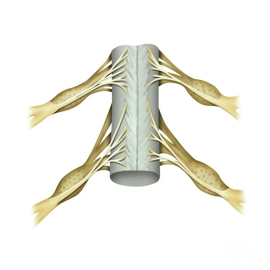 What parts of neurons are in the ganglia versus the nerves? — Brain Stuff