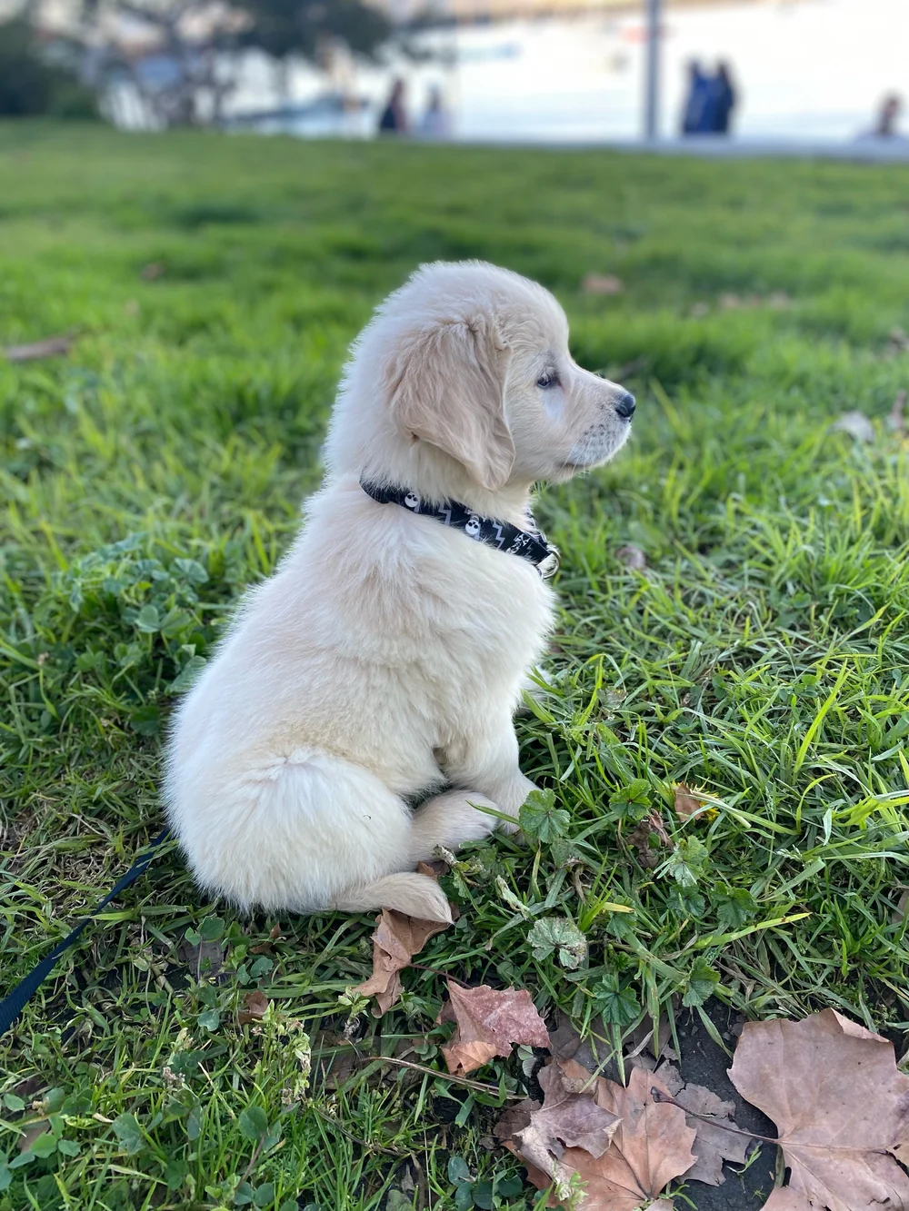 Why Golden Retriever