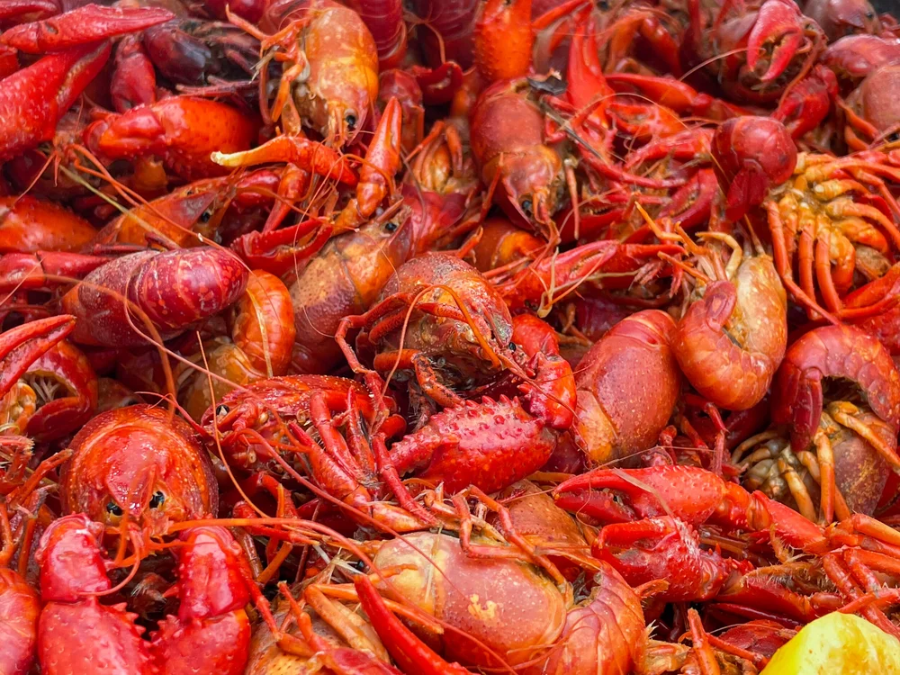 Crawfish Boil 101 — This Week in Louisiana Agriculture