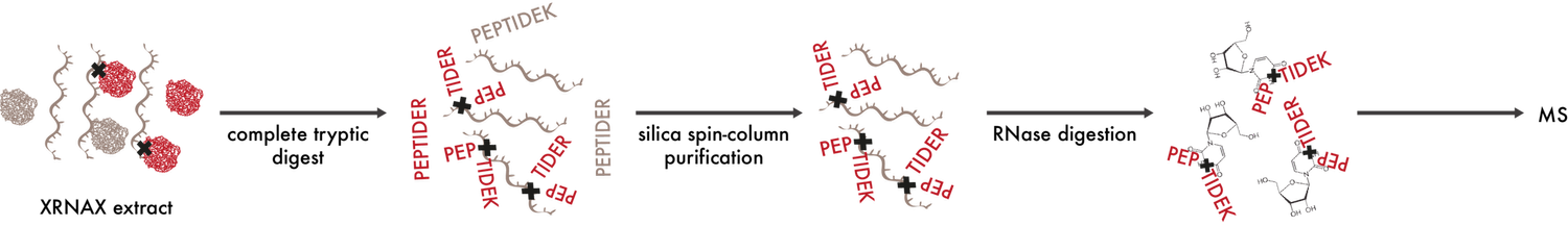 Purification of Nucleotide-Crosslinked Peptides — XRNAX