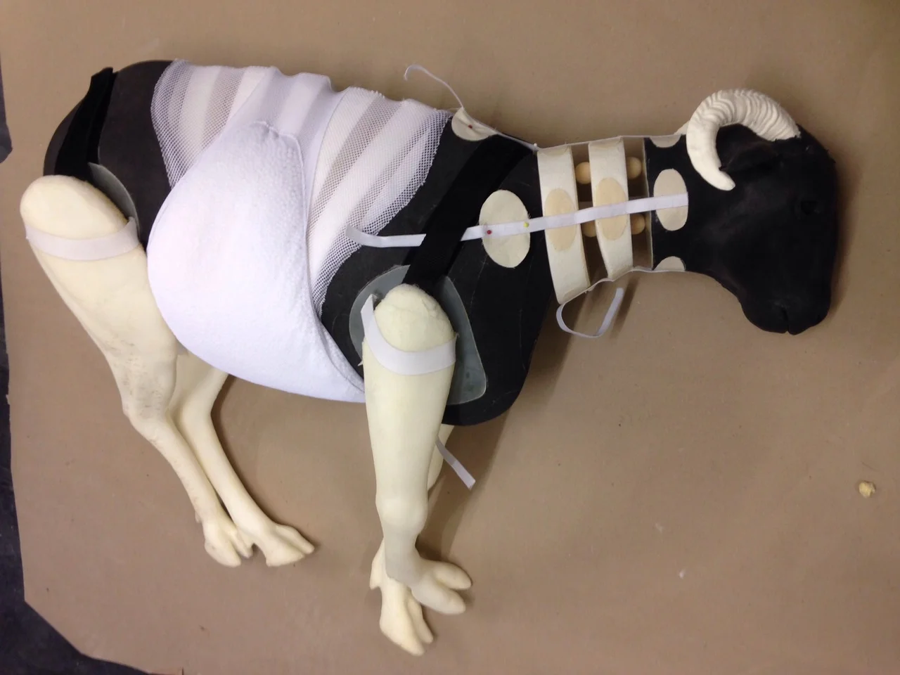 Thomas Splint Dog