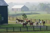 The Largest Horse Farms in Lexington, Kentucky by Acreage (and Some ...