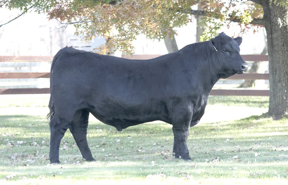 South Devon Sires | DLCC Ranch — DLCC Ranch