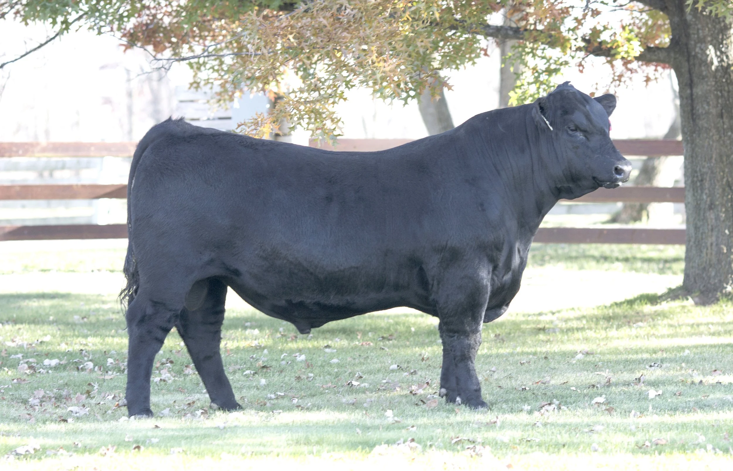 South Devon Sires | DLCC Ranch — DLCC Ranch