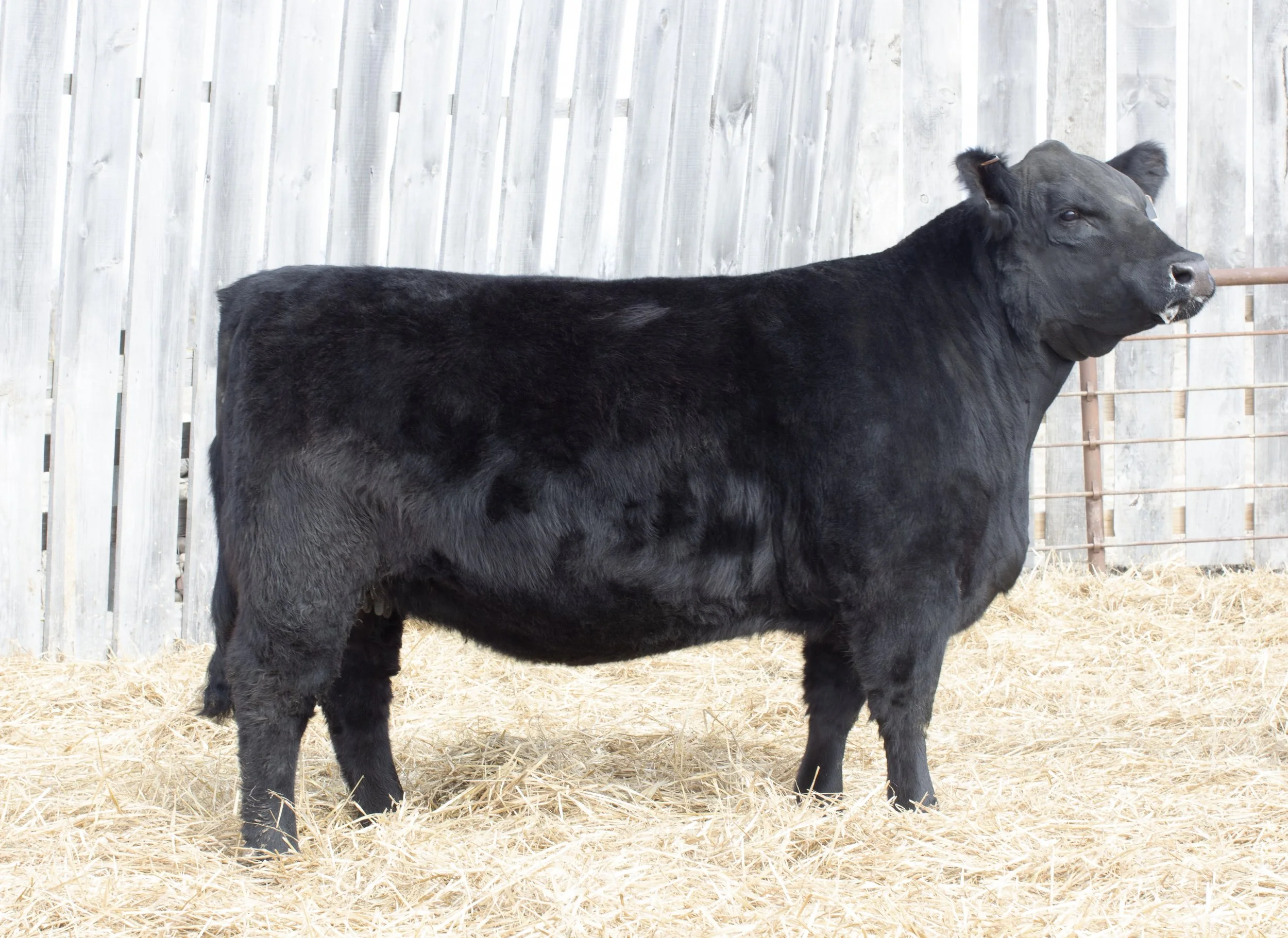 Elite South Devon and Composite Genetics For Sale — DLCC Ranch
