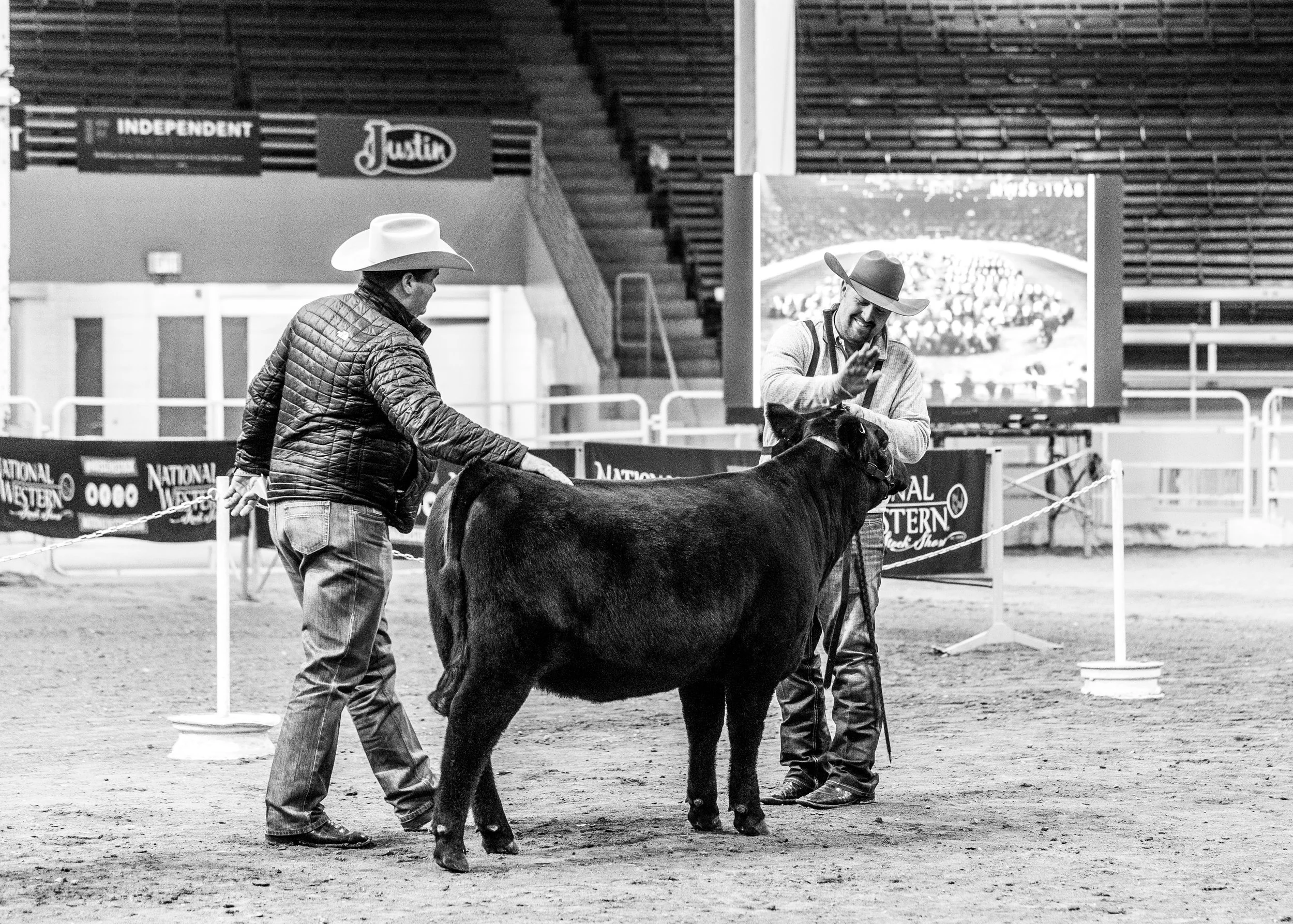 Crossbreeding for commercial cattlemen | DLCC Ranch — DLCC Ranch