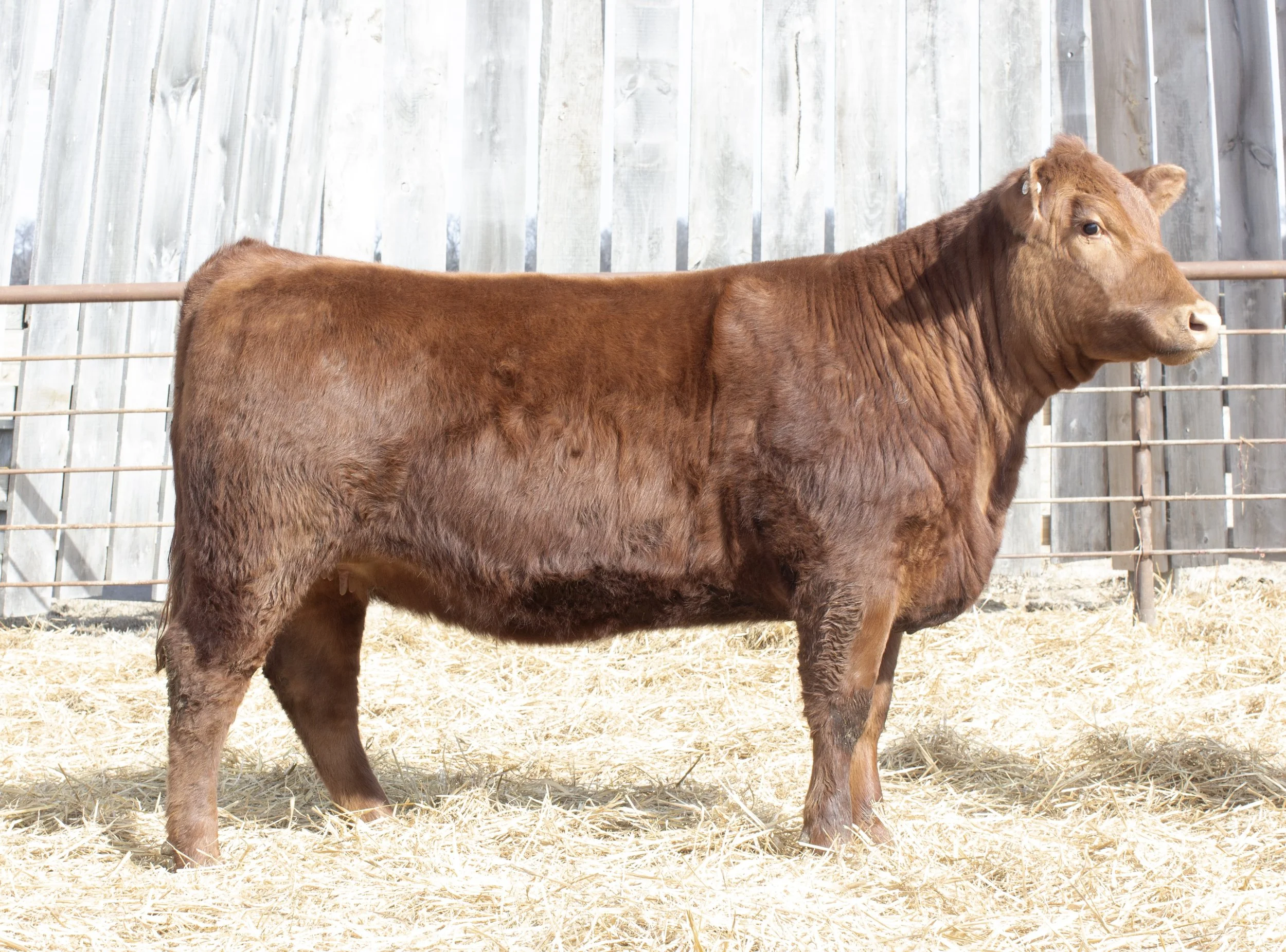 Elite South Devon and Composite Genetics For Sale — DLCC Ranch