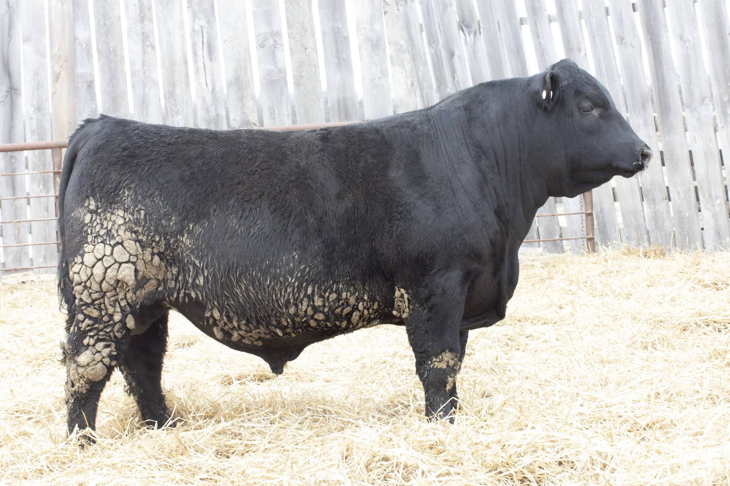 Elite South Devon and Composite Genetics For Sale — DLCC Ranch