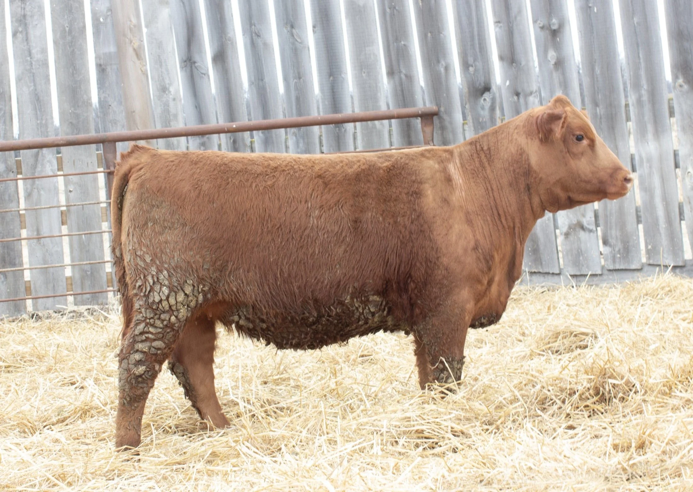 Elite South Devon and Composite Genetics For Sale — DLCC Ranch