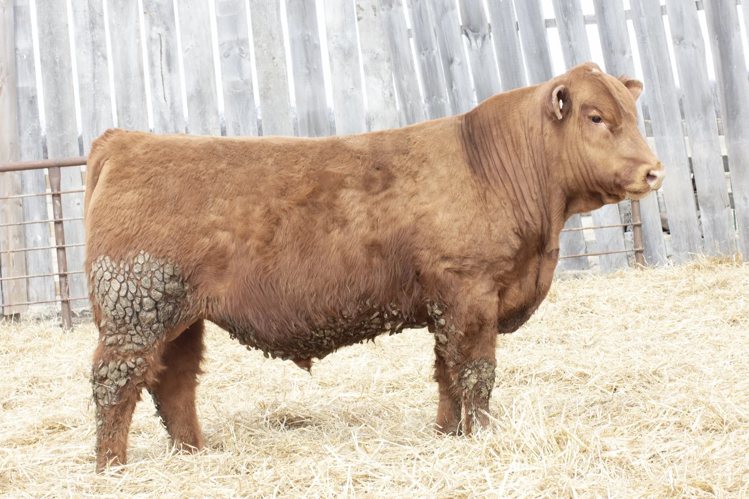 Elite South Devon and Composite Genetics For Sale — DLCC Ranch