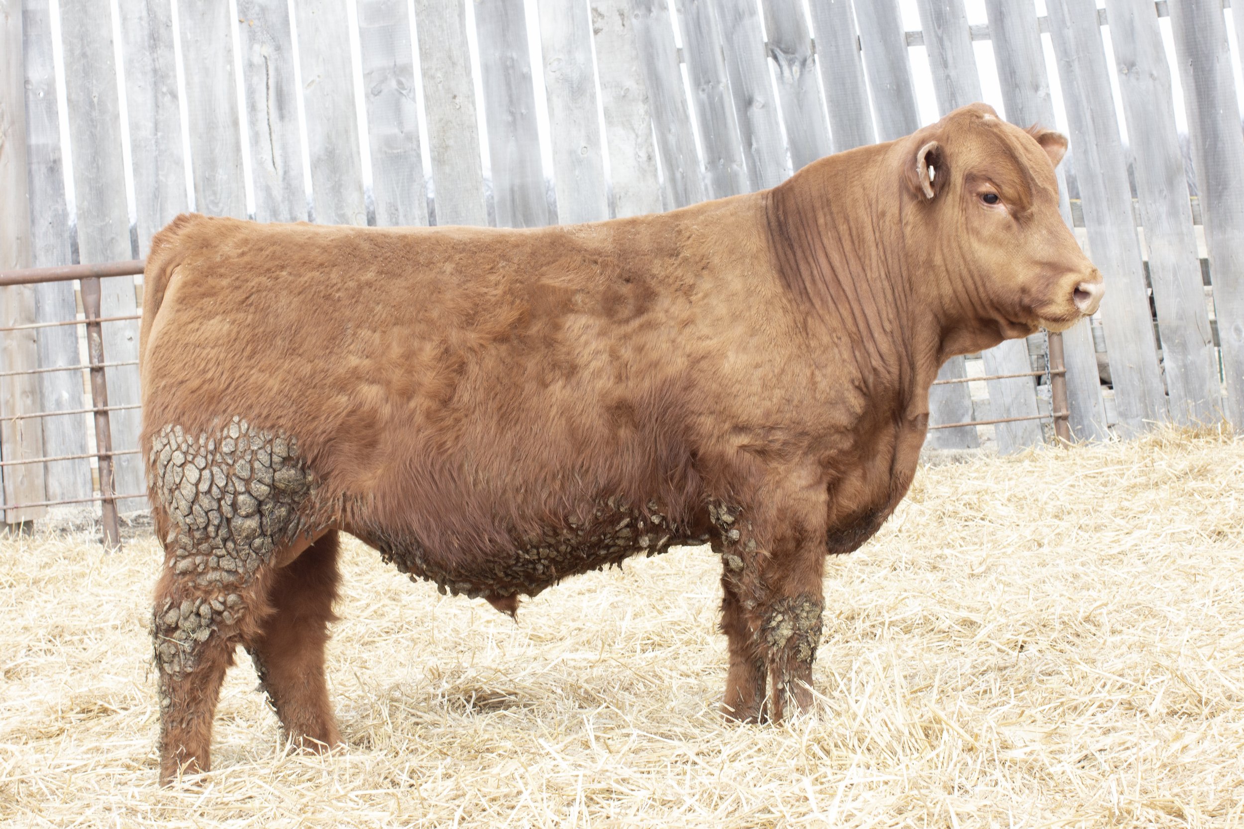 Elite South Devon and Composite Genetics For Sale — DLCC Ranch