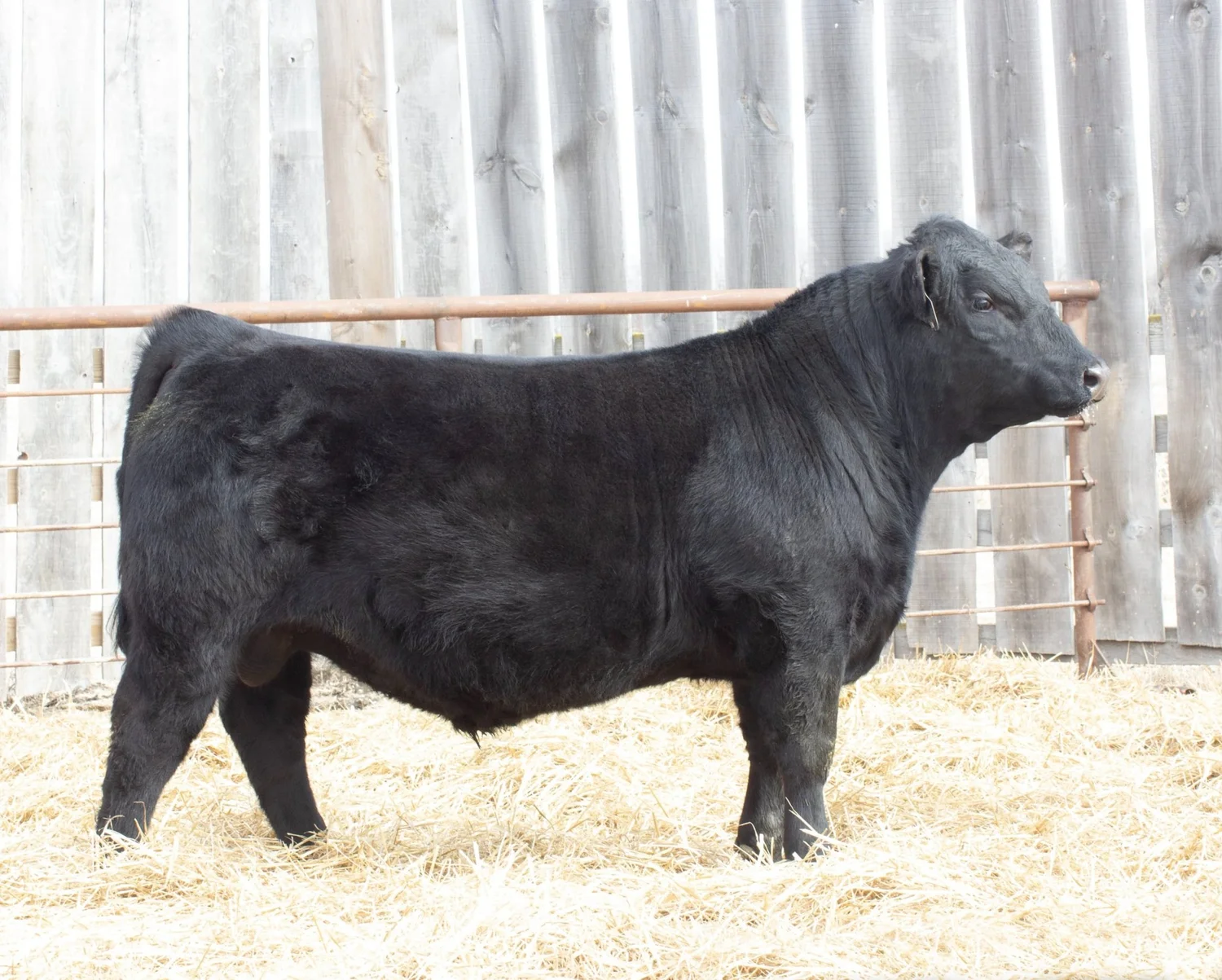 Elite South Devon and Composite Genetics For Sale — DLCC Ranch