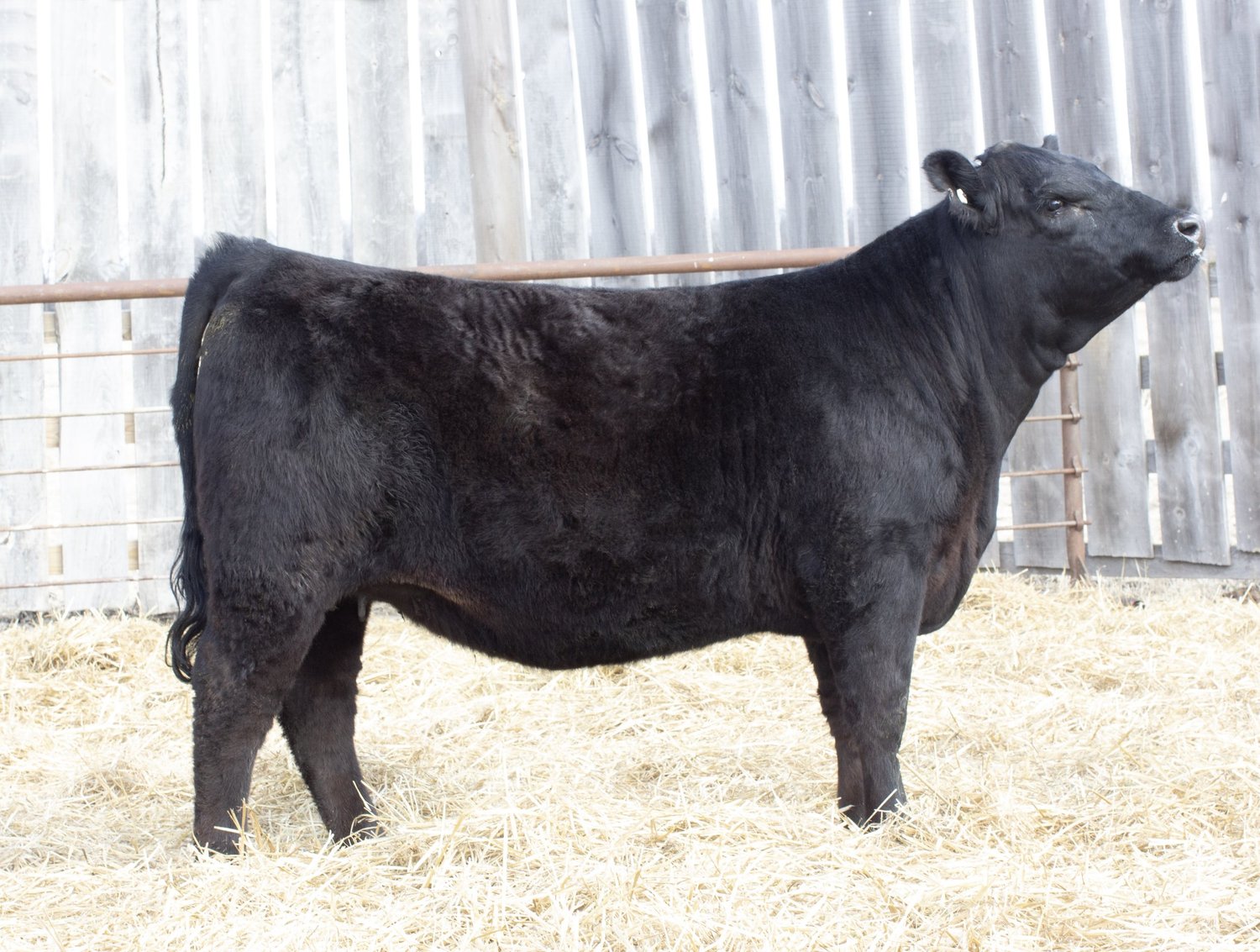 Elite South Devon and Composite Genetics For Sale — DLCC Ranch