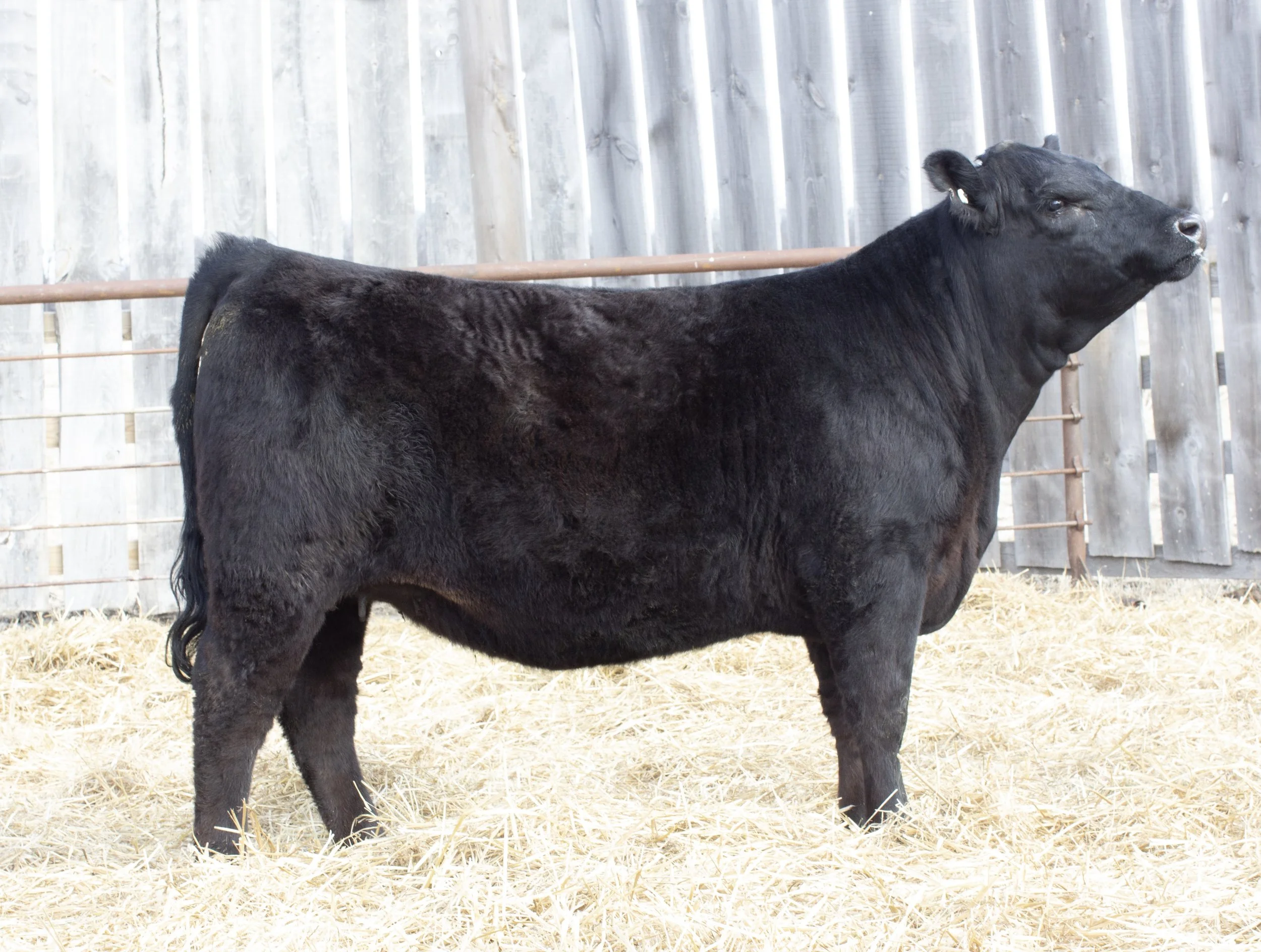 Elite South Devon and Composite Genetics For Sale — DLCC Ranch