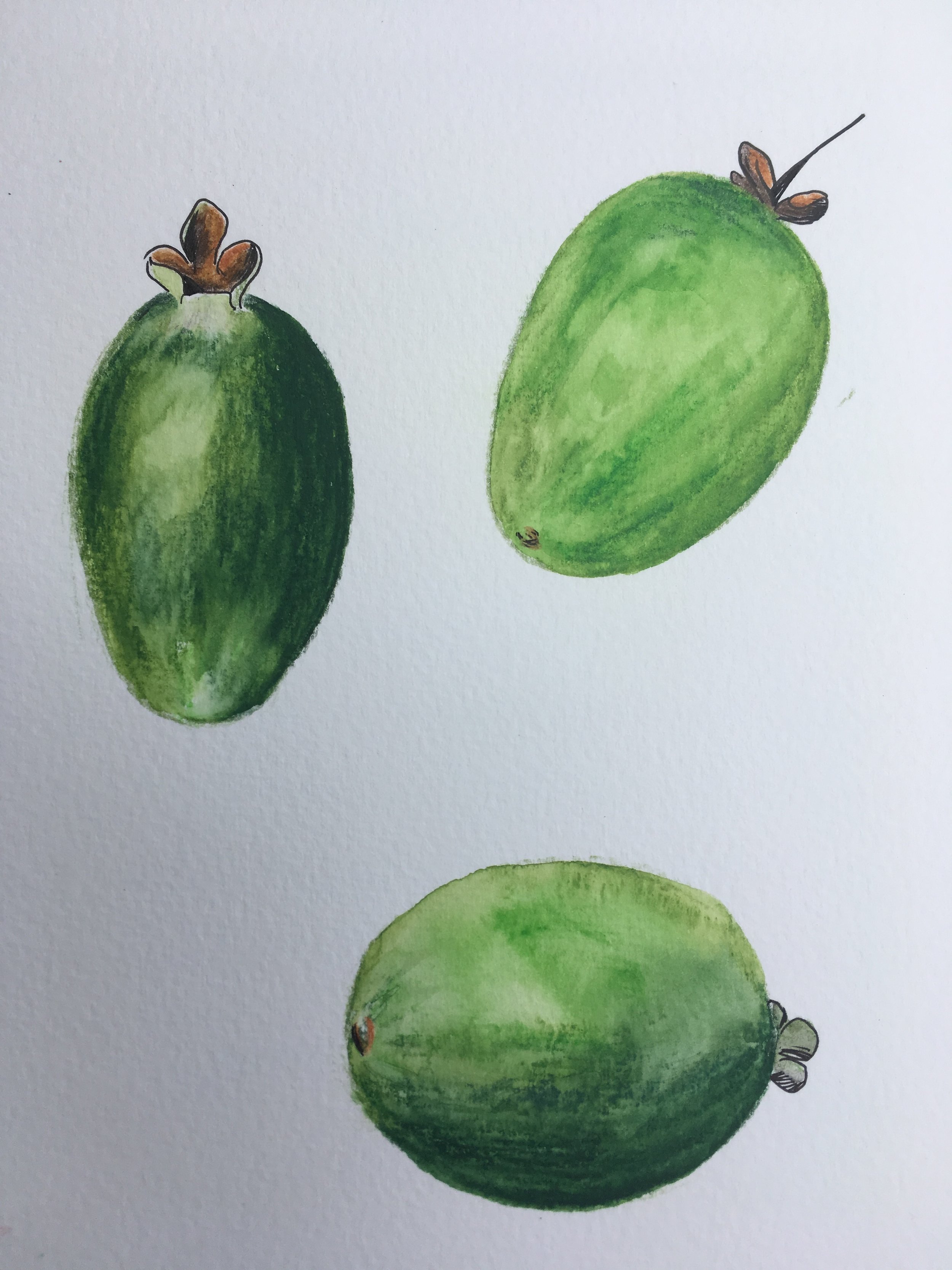 Feijoa Book — Kate Evans