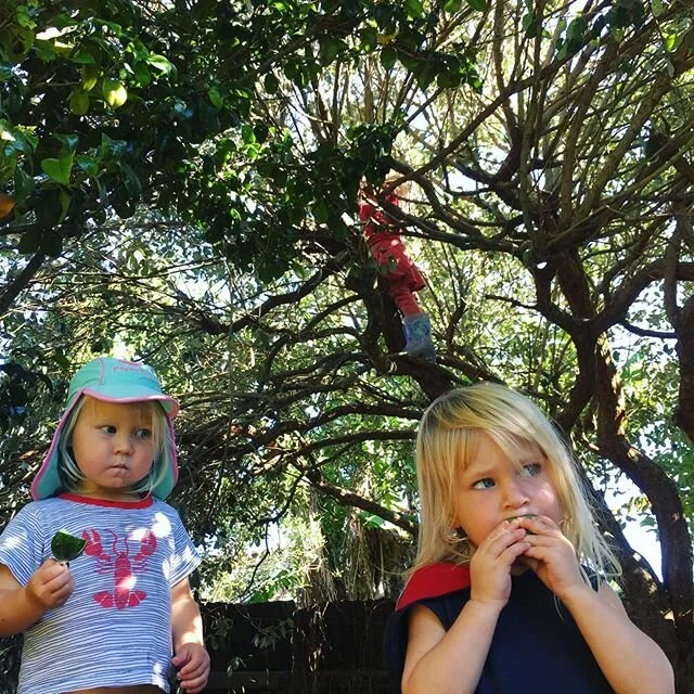 Feijoa Book — Kate Evans