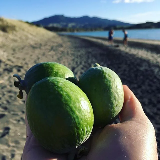 Feijoa Book — Kate Evans