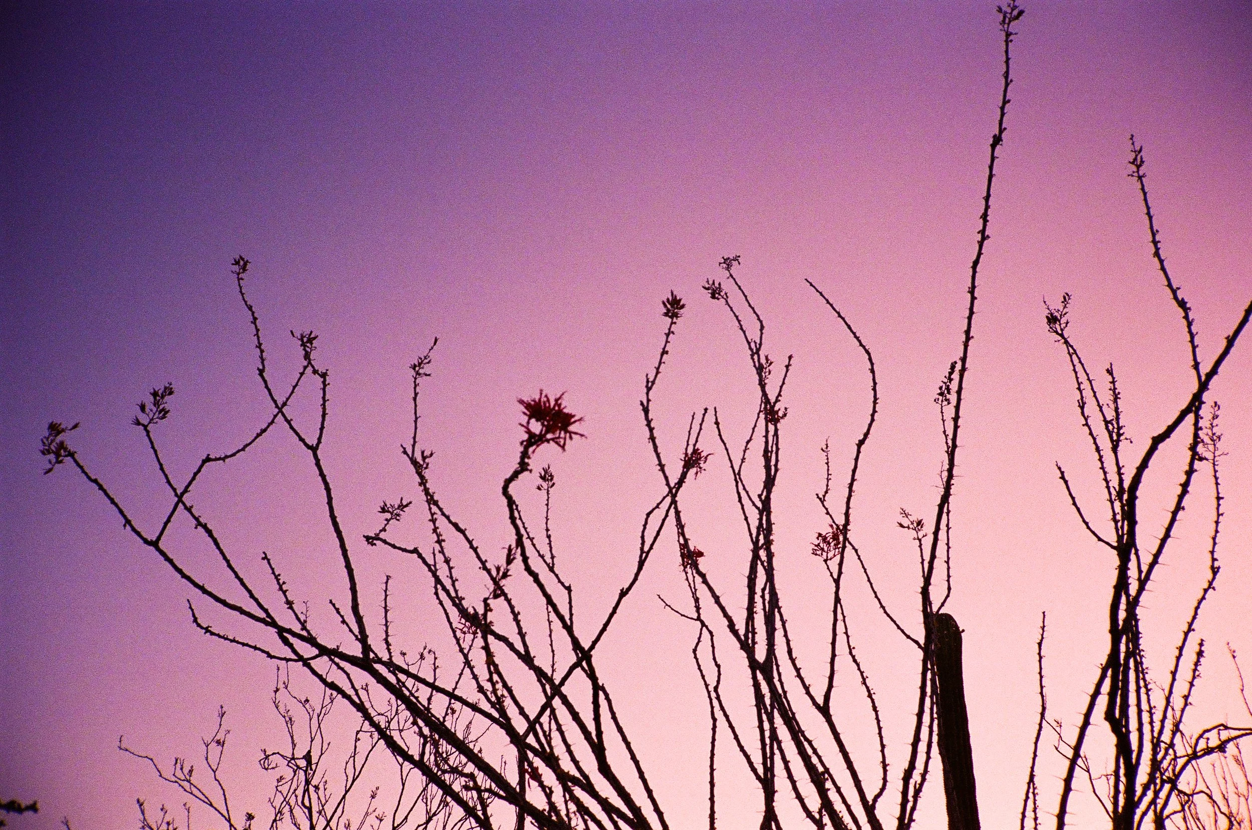 baja — BENJAMIN ONO