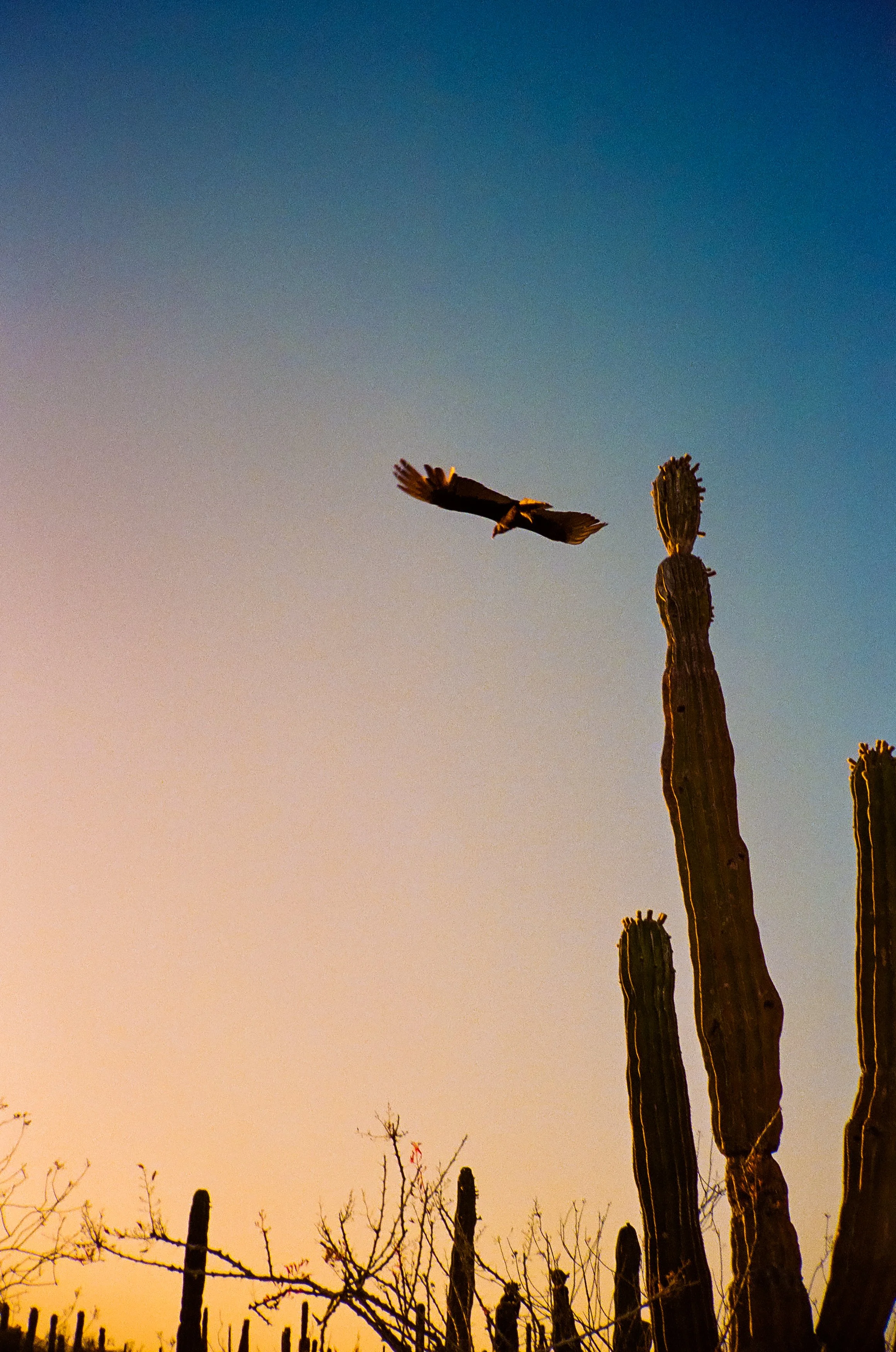 baja — BENJAMIN ONO