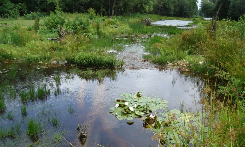 Wetland Bogs