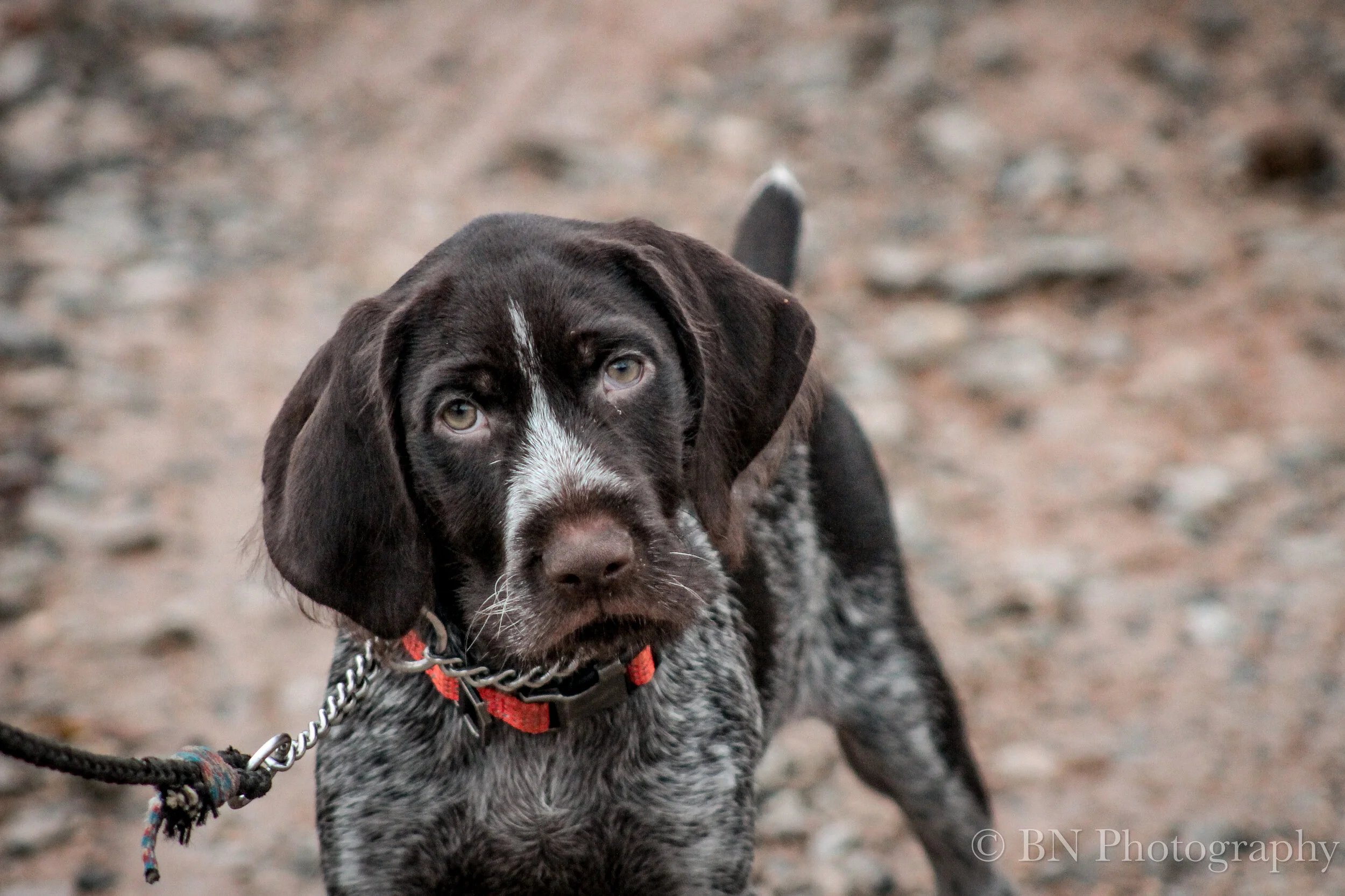 Dog Training — Southern Pro Kennel