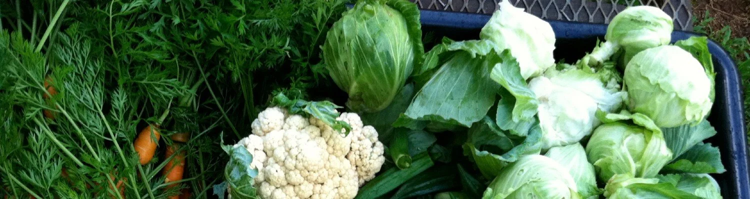 Returning to Our Roots — Kōkua Kalihi Valley