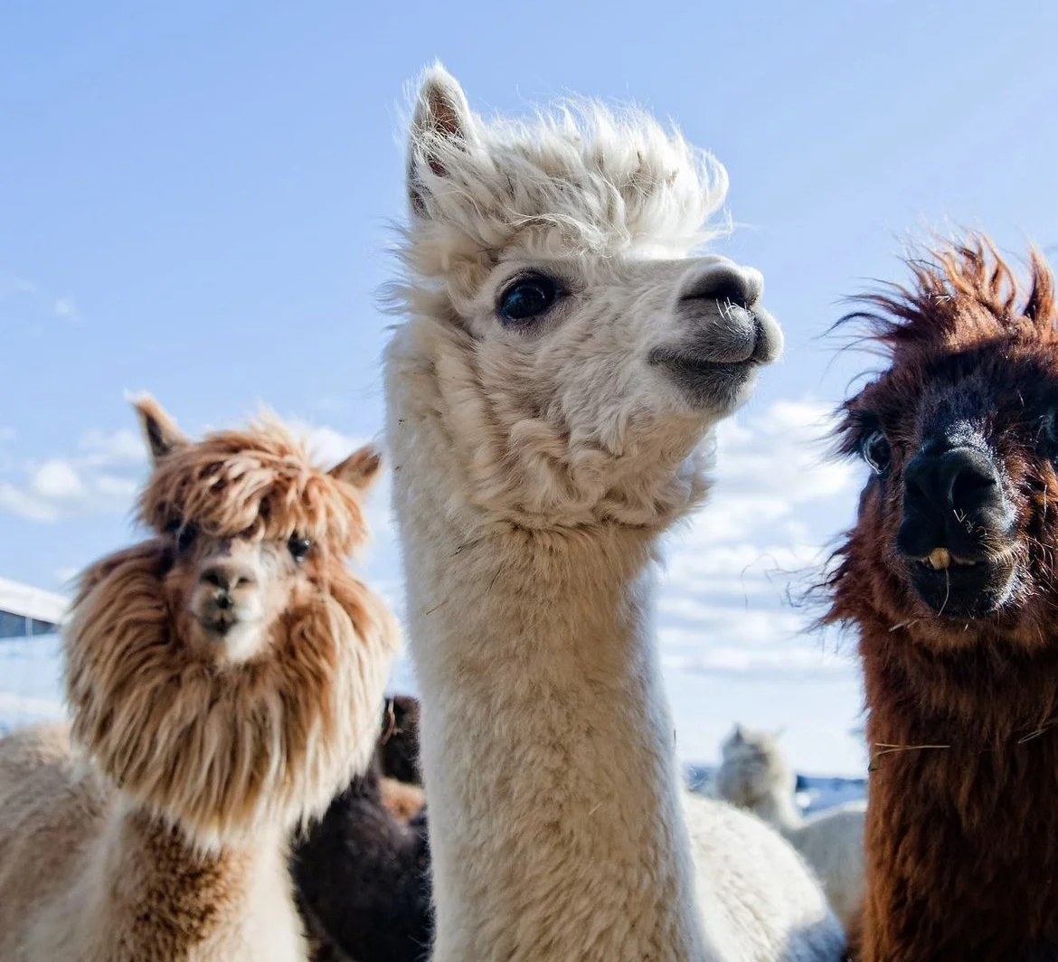 Unforgettable Nashville Adventures: 10 Activities Perfect for Large ...