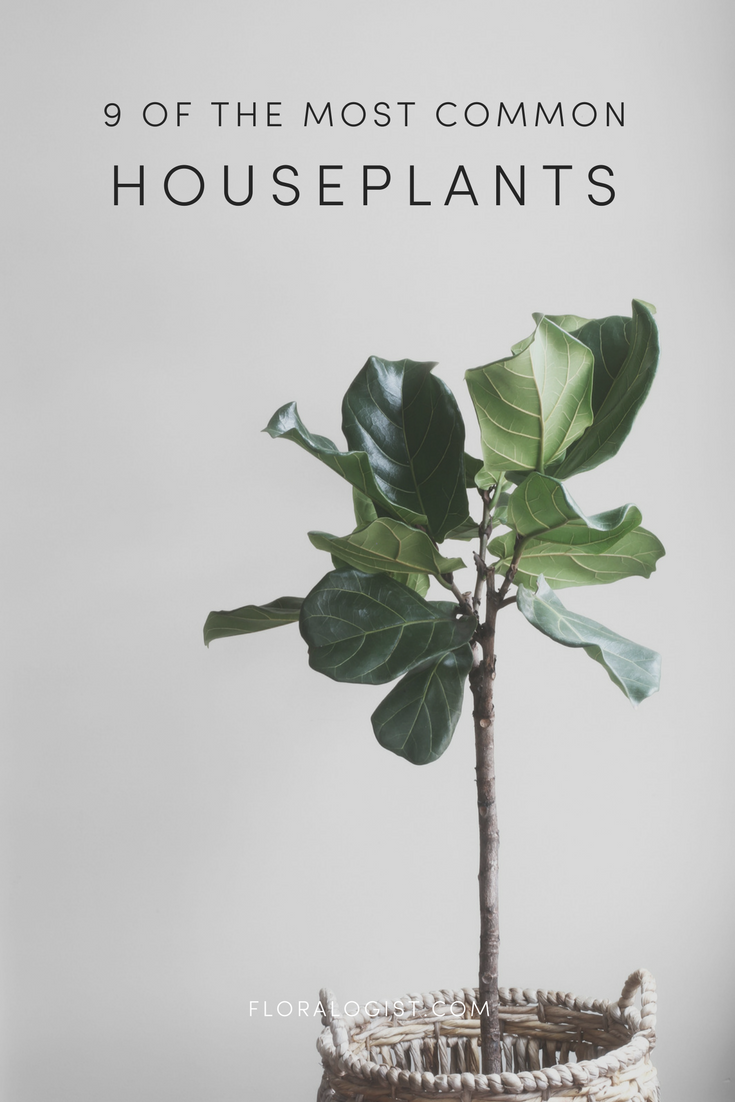 Here are 9 of the most common houseplants to consider — Floralogist