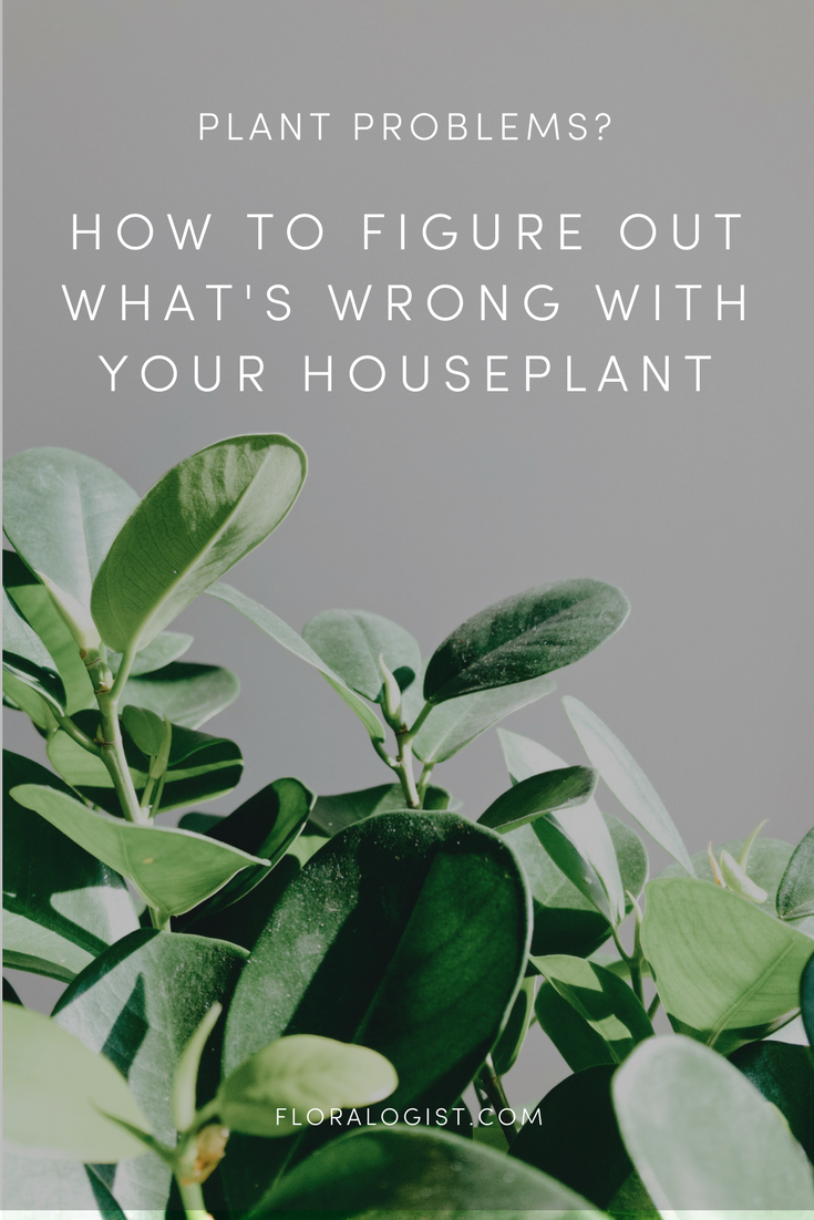 Plant problems: how to figure out what’s wrong with your indoor plant ...