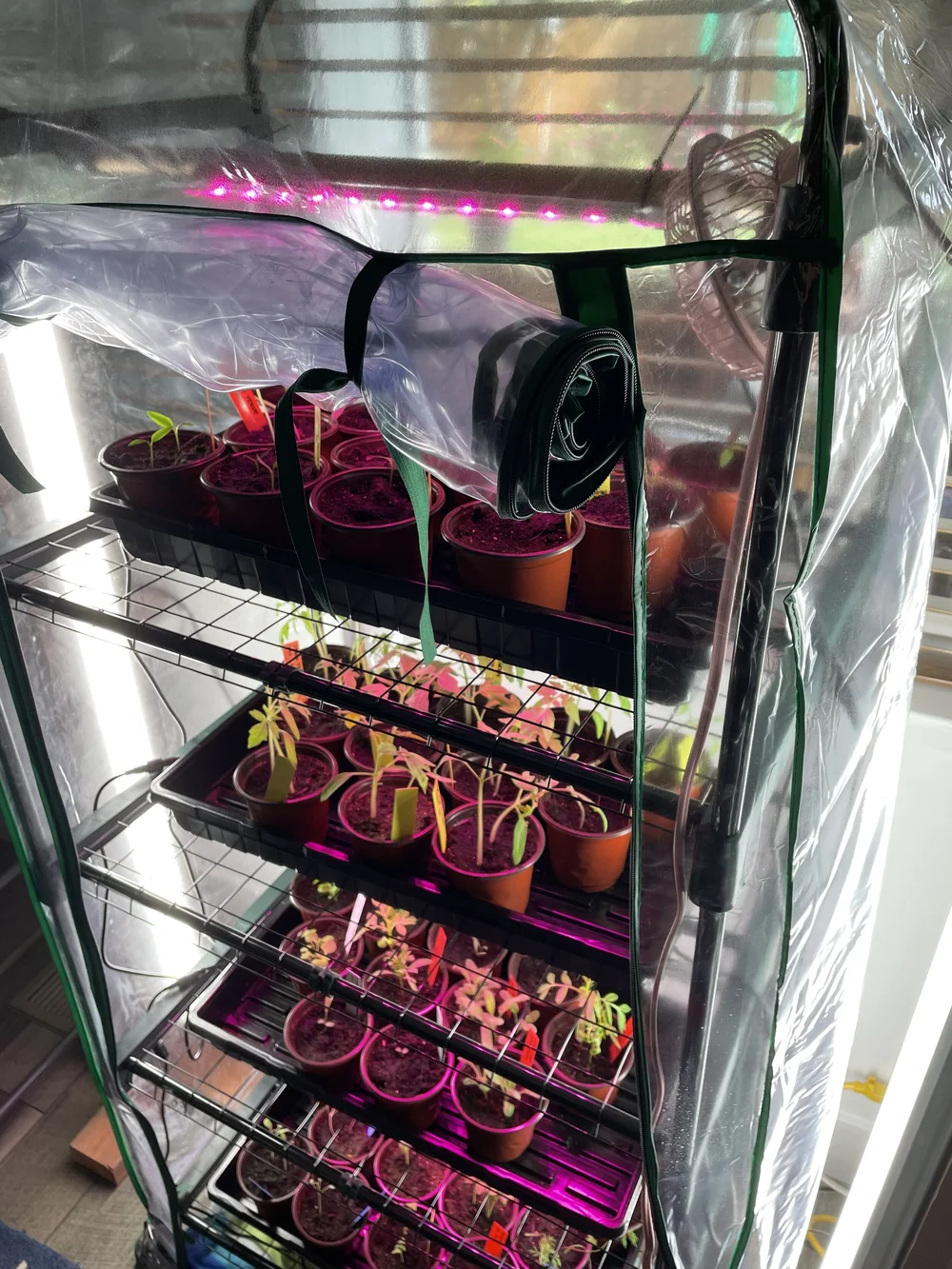 Easy & Simple Seed Starting Set-Up // What You Need to Start Seeds with ...