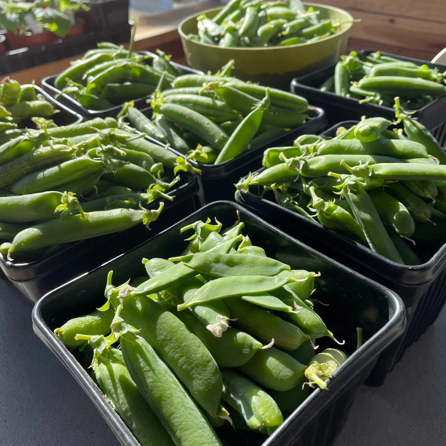 How to Blanch and Freeze Garden Peas (Preserving your Backyard Garden ...