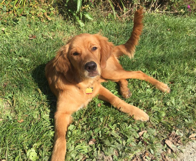 Golden Huggs Rescue, Inc.