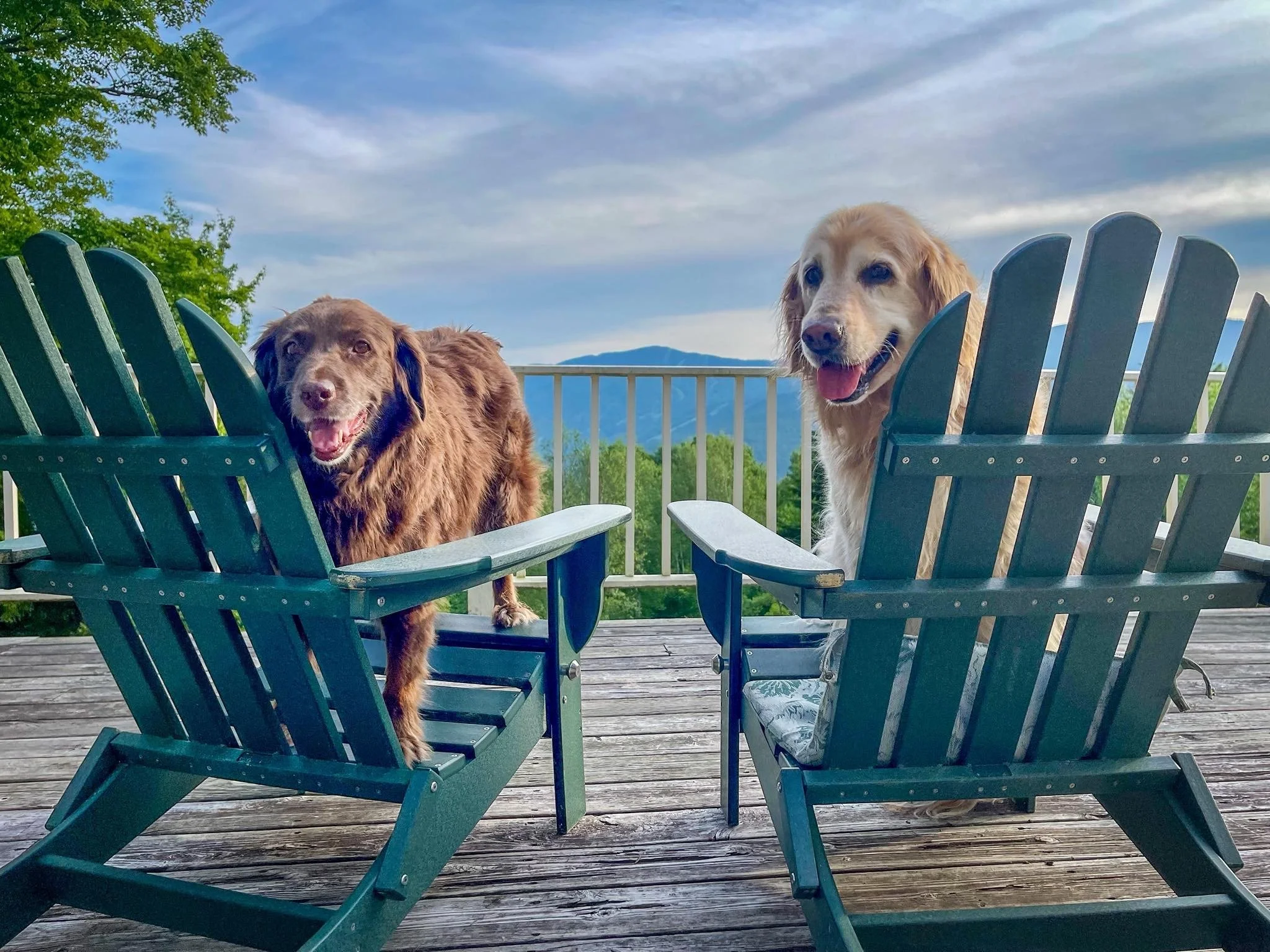 Golden Huggs Rescue, Inc.