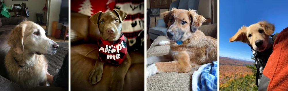 Golden Huggs Rescue, Inc.